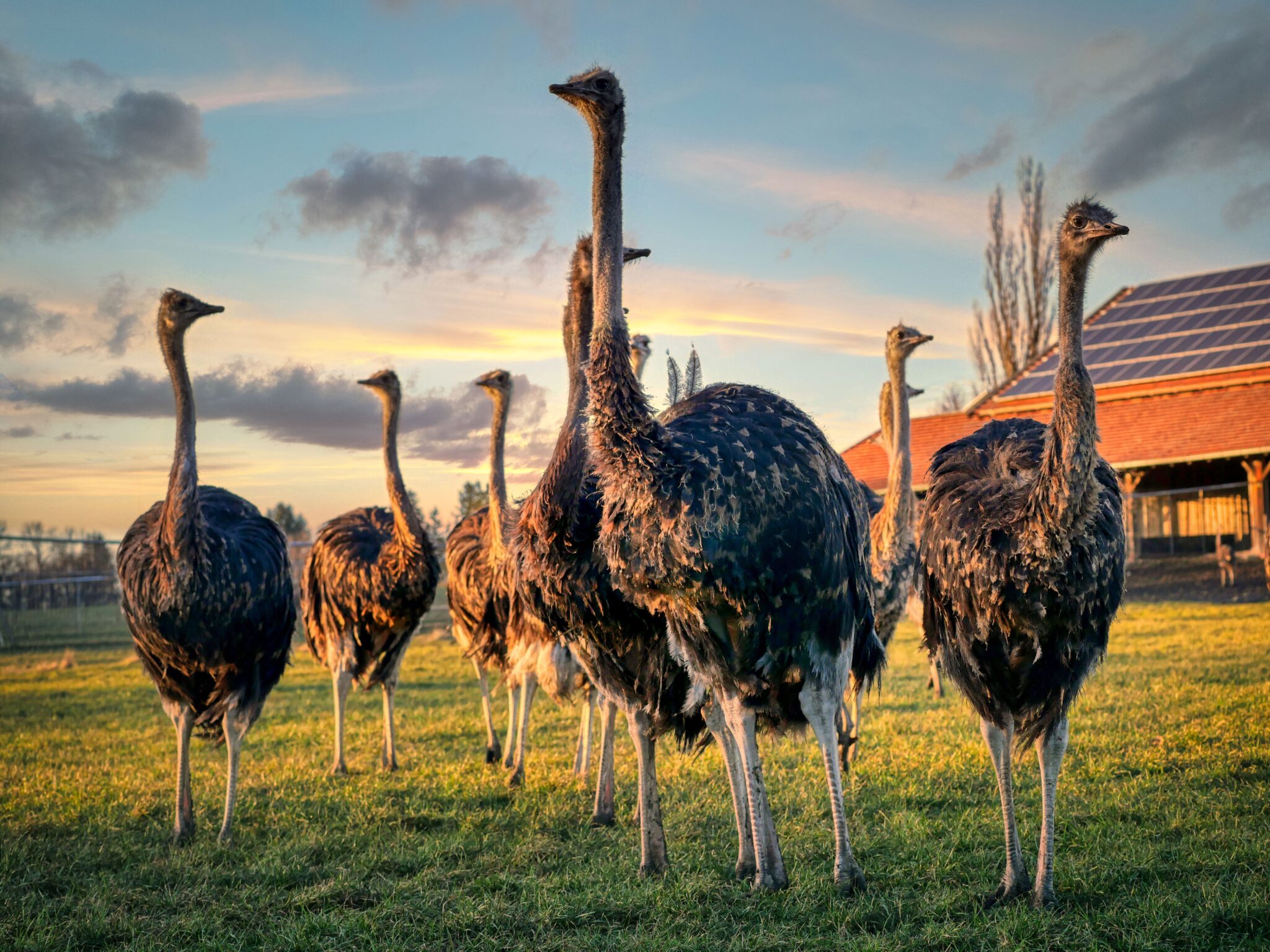 What Happened At The BC Ostrich Farm A Summary Of Key Facts